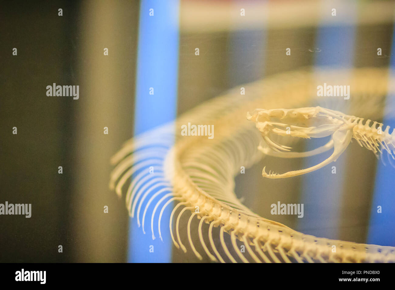 Very dangerous malayan pit viper hi-res stock photography and images ...