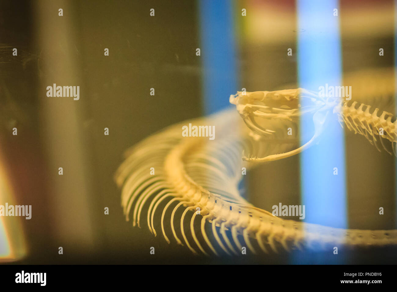 Snake skeleton of Malayan pit viper (Calloselasma rhodostoma), very ...