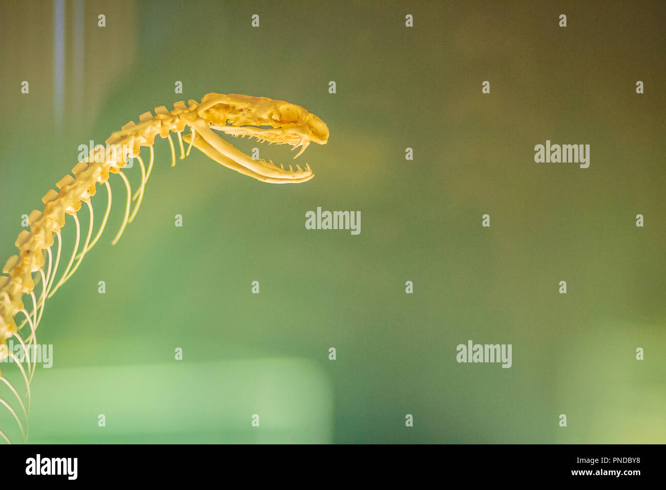 Snake skeletons of monocled cobra (Naja kaouthia), also called ...