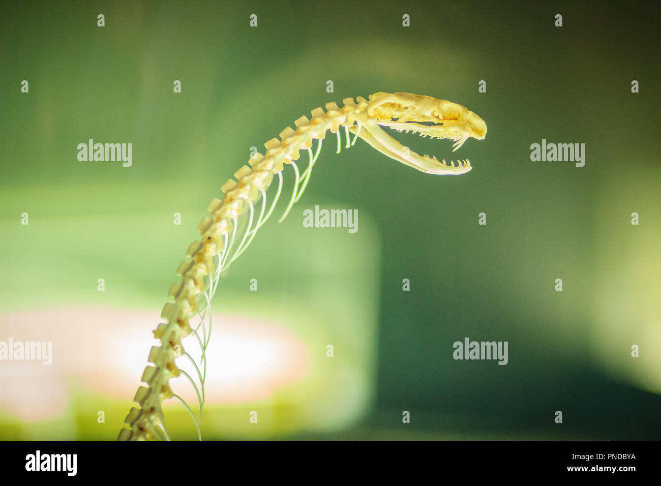 Snake skeletons of monocled cobra (Naja kaouthia), also called ...