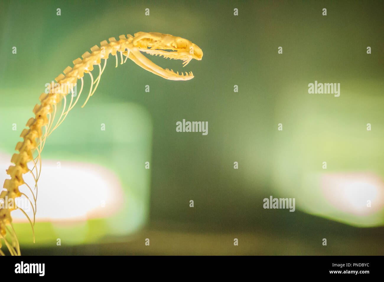 Snake skeletons of monocled cobra (Naja kaouthia), also called ...