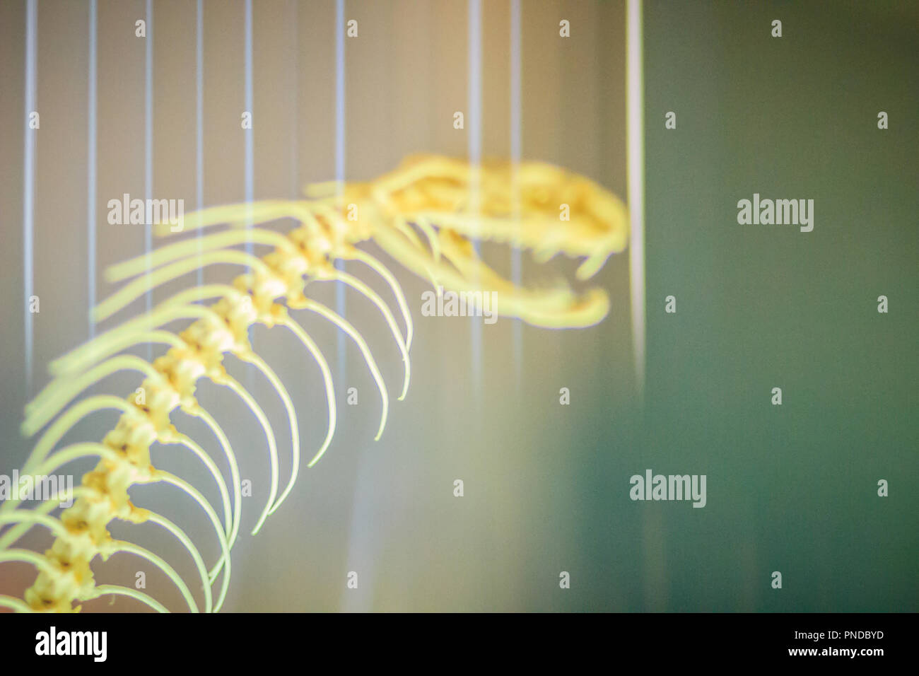Snake skeletons of monocled cobra (Naja kaouthia), also called ...