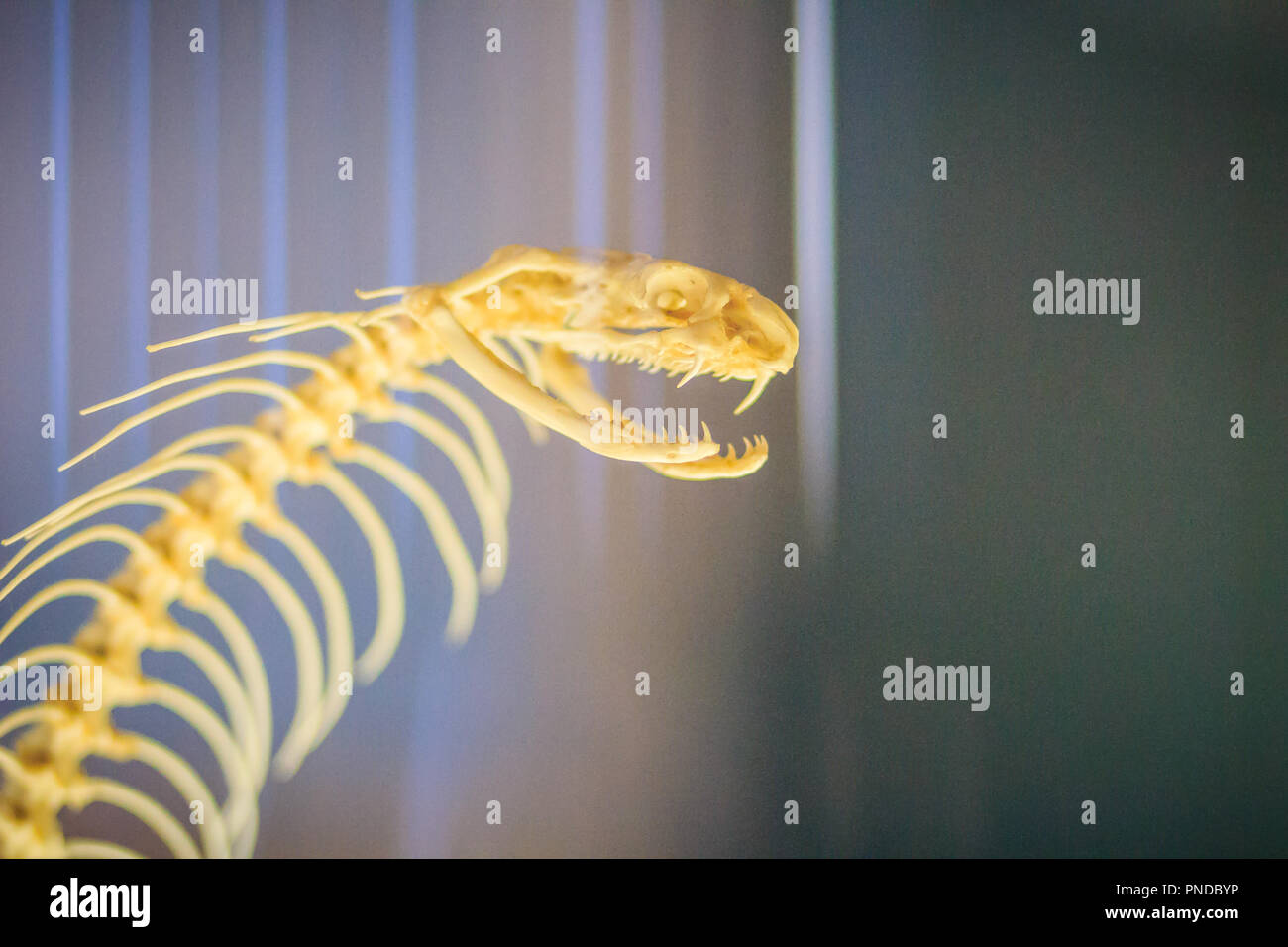 Snake skeletons of monocled cobra (Naja kaouthia), also called ...
