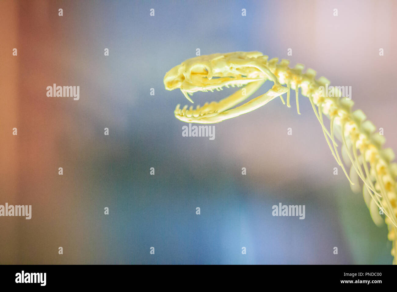 Snake skeletons of monocled cobra (Naja kaouthia), also called ...