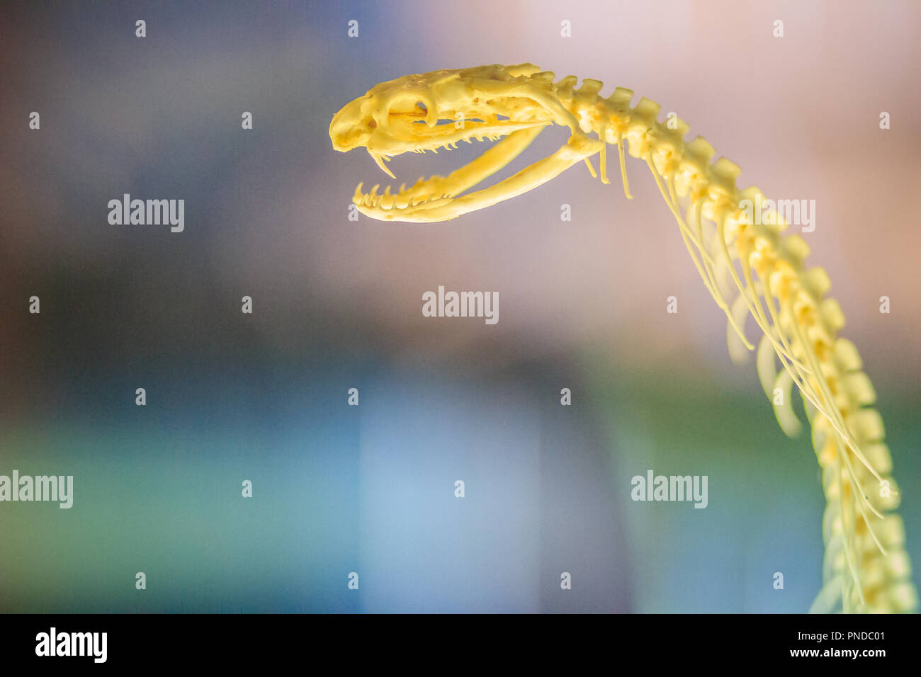 Snake skeletons of monocled cobra (Naja kaouthia), also called ...
