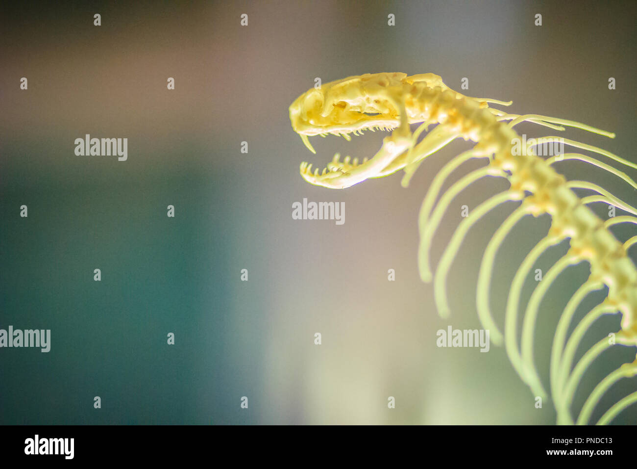 Snake skeletons of monocled cobra (Naja kaouthia), also called ...
