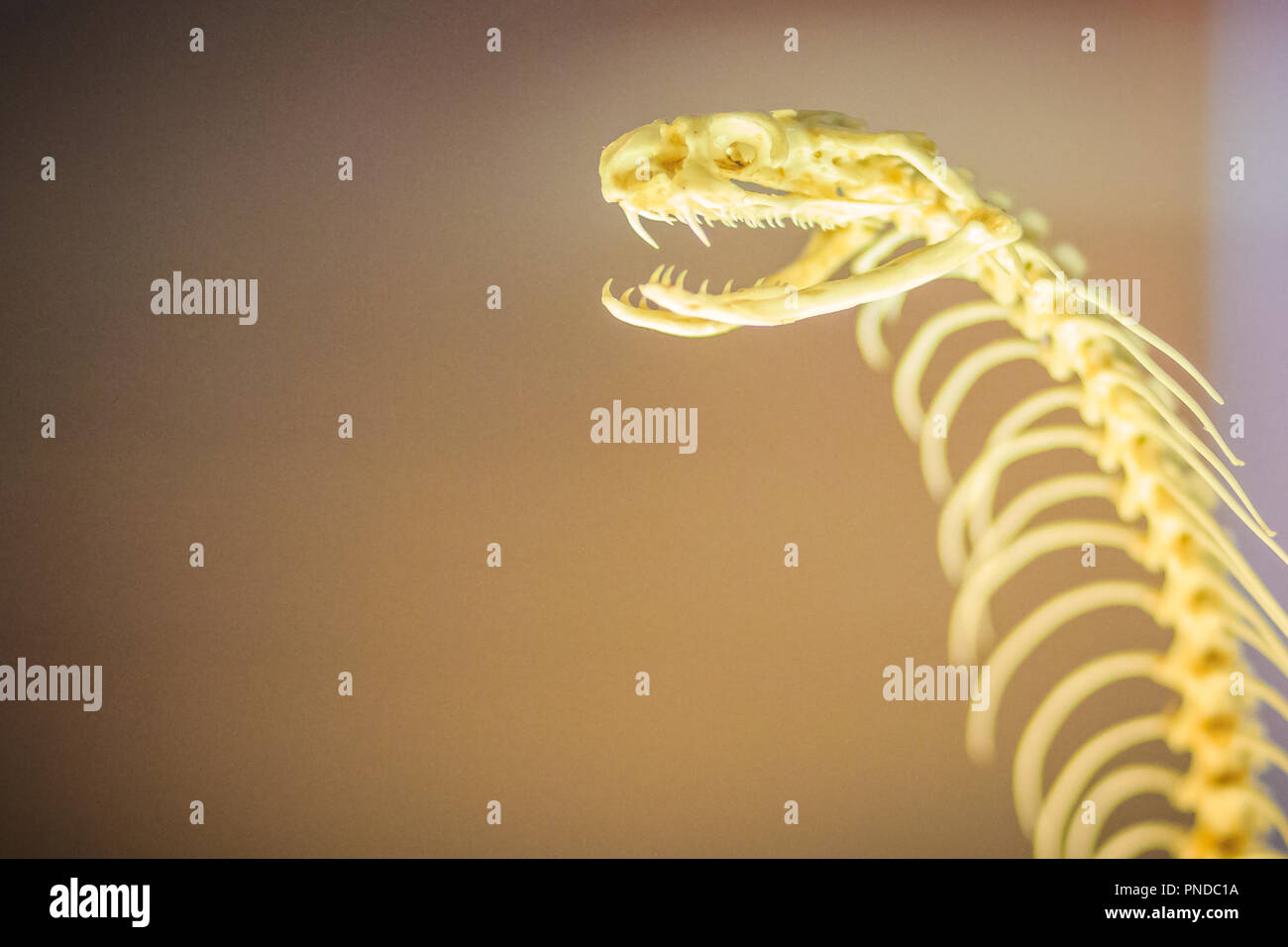 Snake skeletons of monocled cobra (Naja kaouthia), also called ...