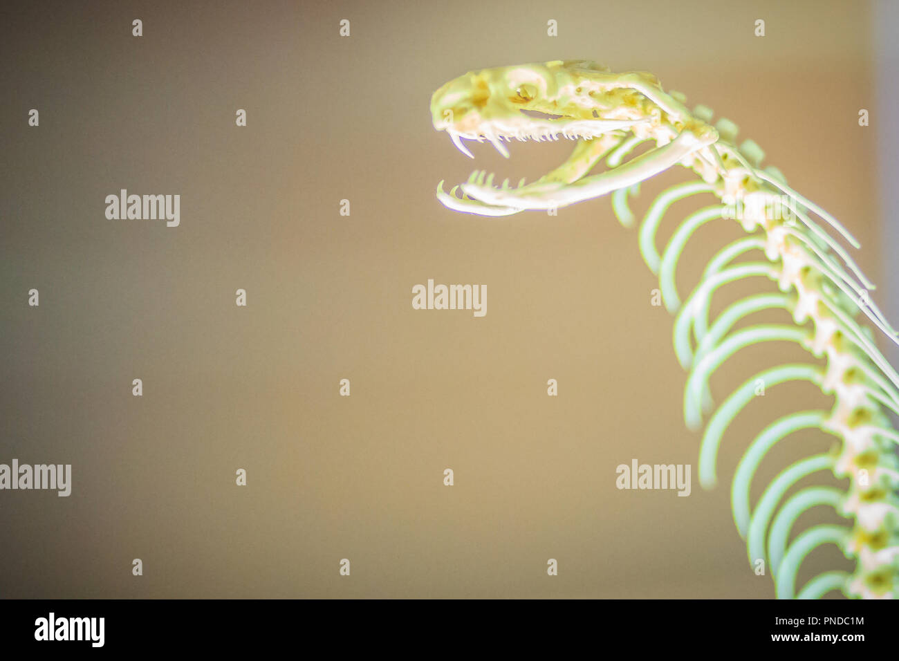 Snake skeletons of monocled cobra (Naja kaouthia), also called ...