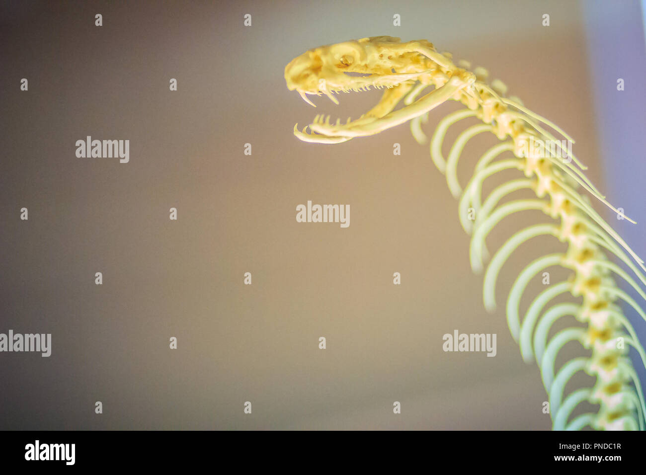 Snake skeletons of monocled cobra (Naja kaouthia), also called ...