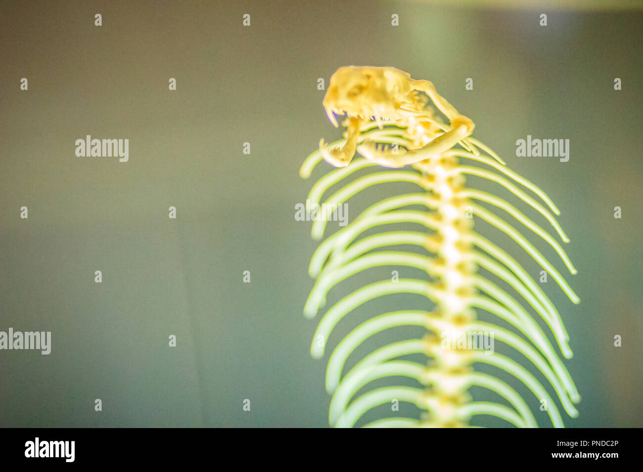 Snake skeletons of monocled cobra (Naja kaouthia), also called ...