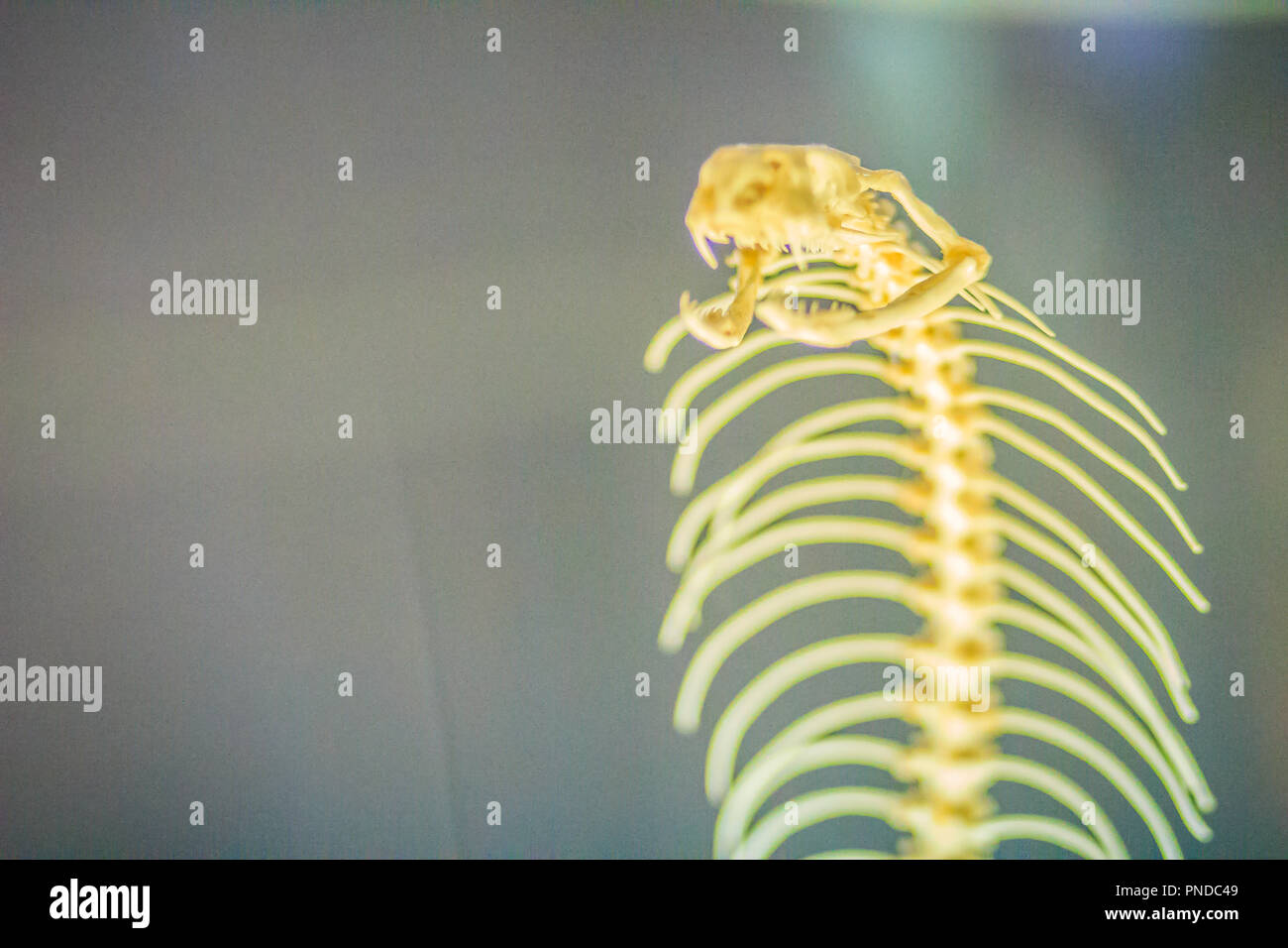 Snake skeletons of monocled cobra (Naja kaouthia), also called ...