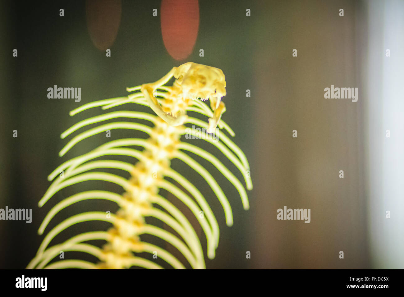 Snake skeletons of monocled cobra (Naja kaouthia), also called ...