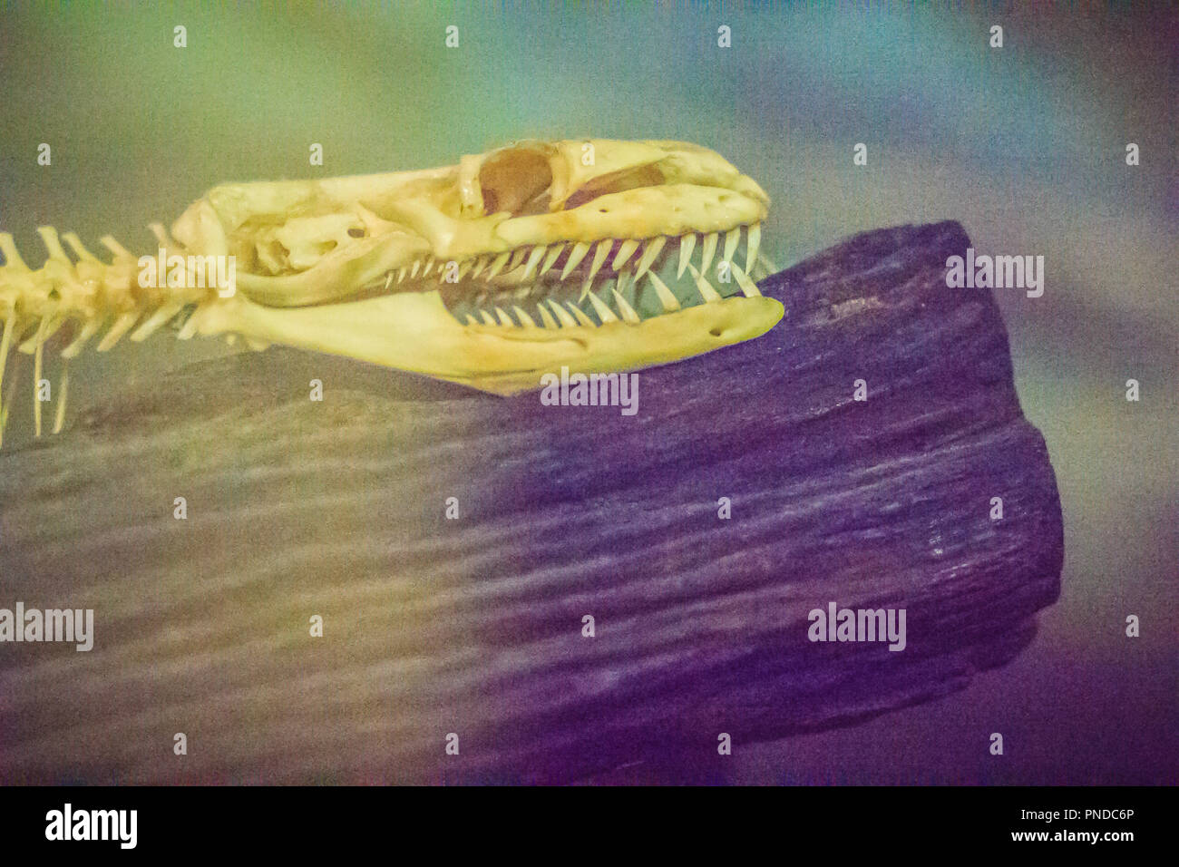 Snake skeletons of Reticulated python (Python reticulatus). The ...