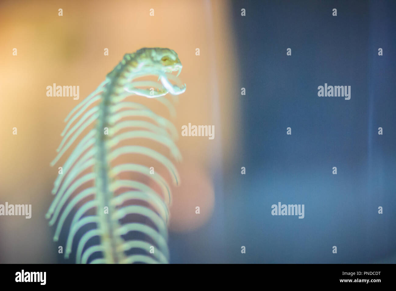 Snake skeletons of monocled cobra (Naja kaouthia), also called ...