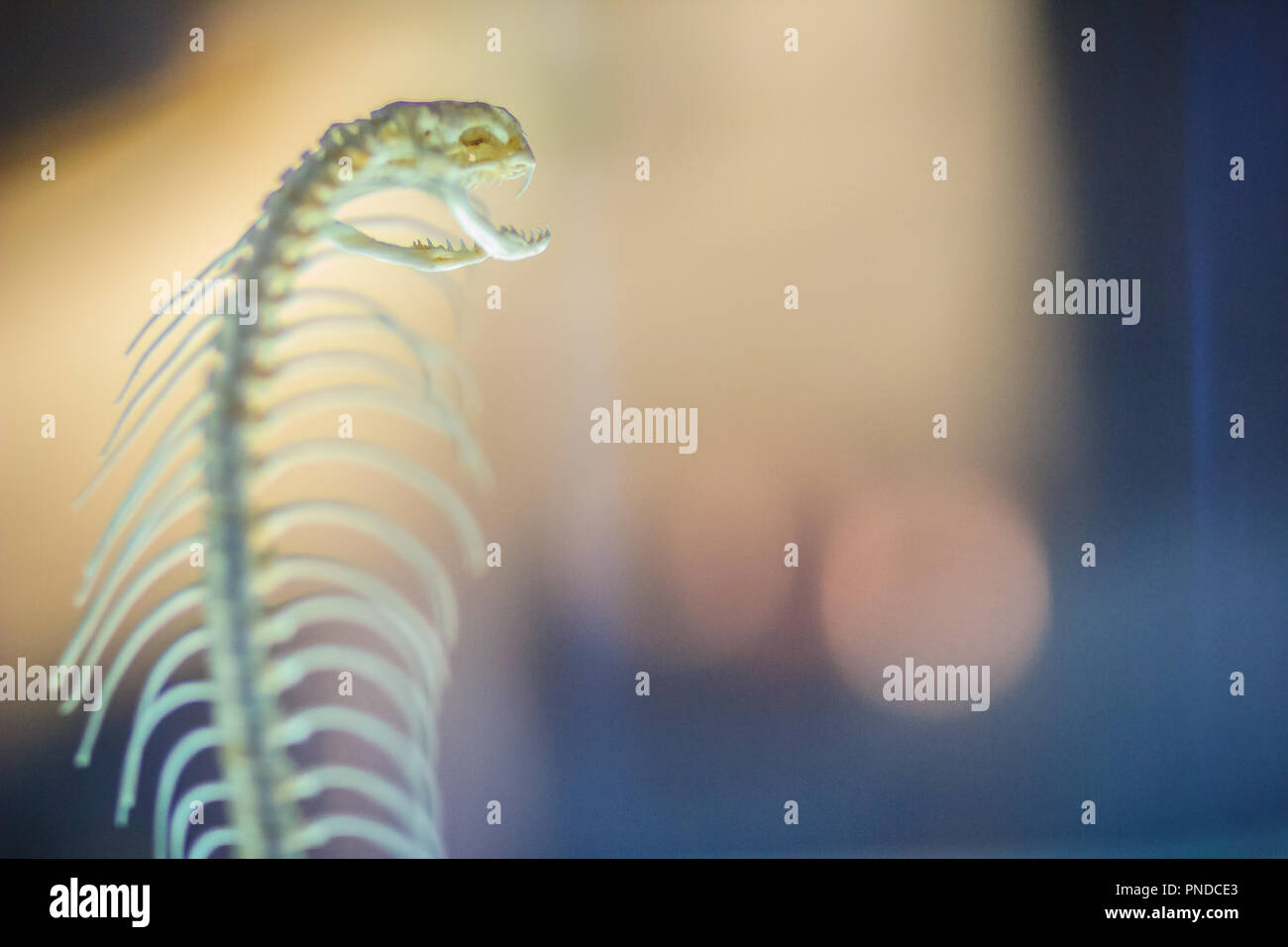 Snake skeletons of monocled cobra (Naja kaouthia), also called ...