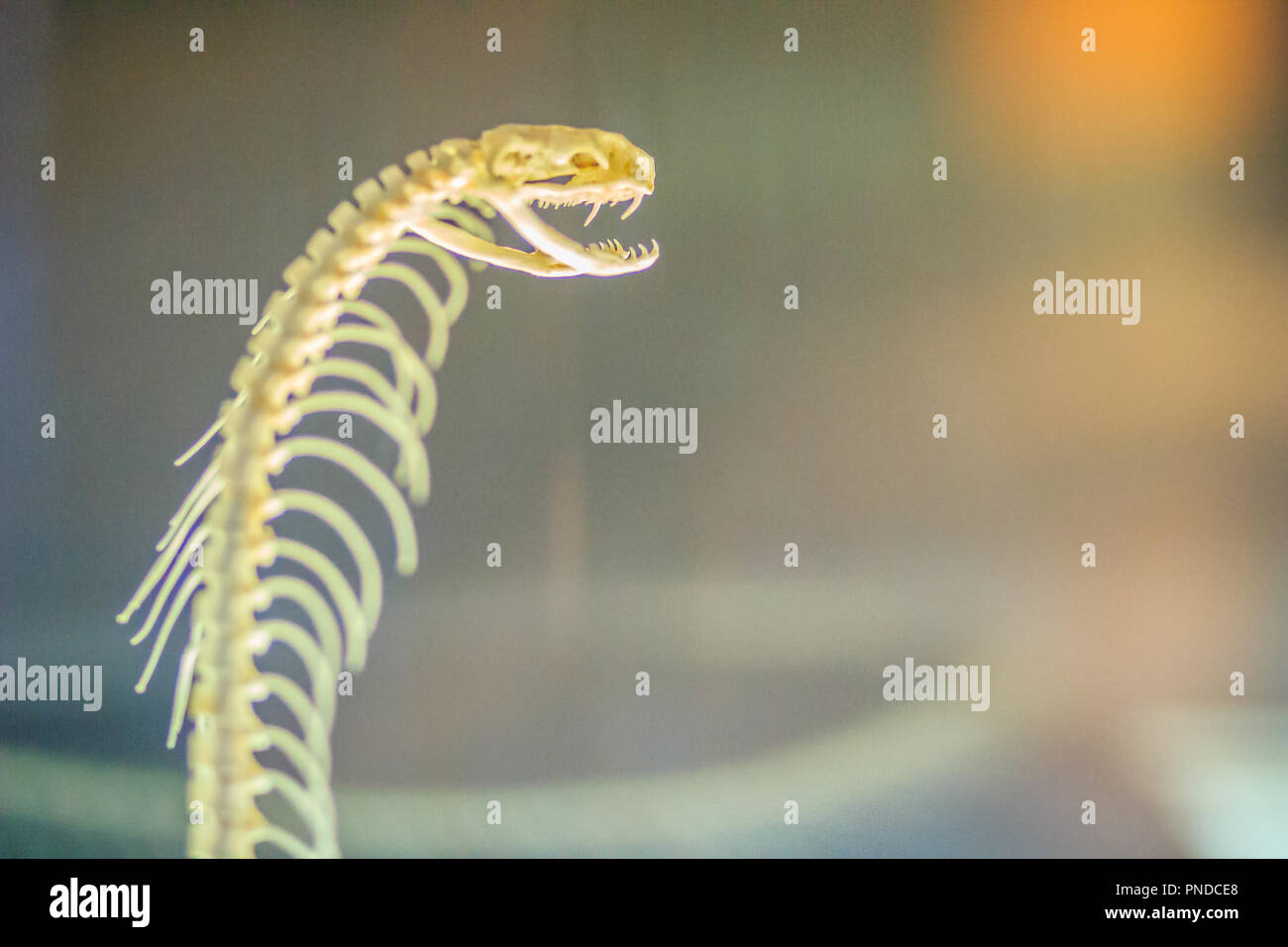 Snake Skeleton Anatomy