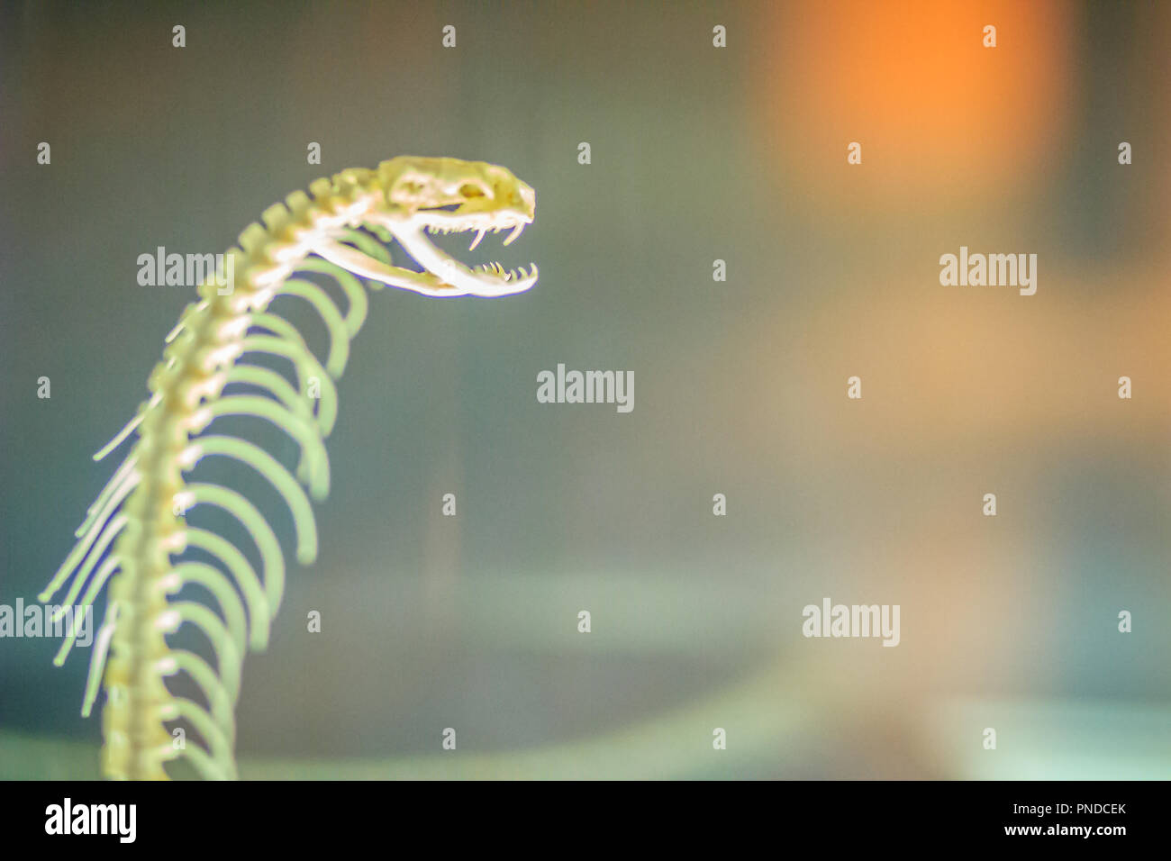 Snake skeletons of monocled cobra (Naja kaouthia), also called ...