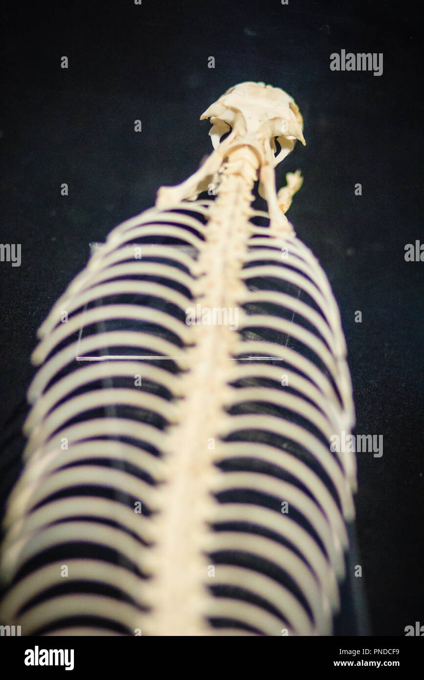 Snake skeletons of King Cobra (Ophiophagus hannah), the world's longest ...