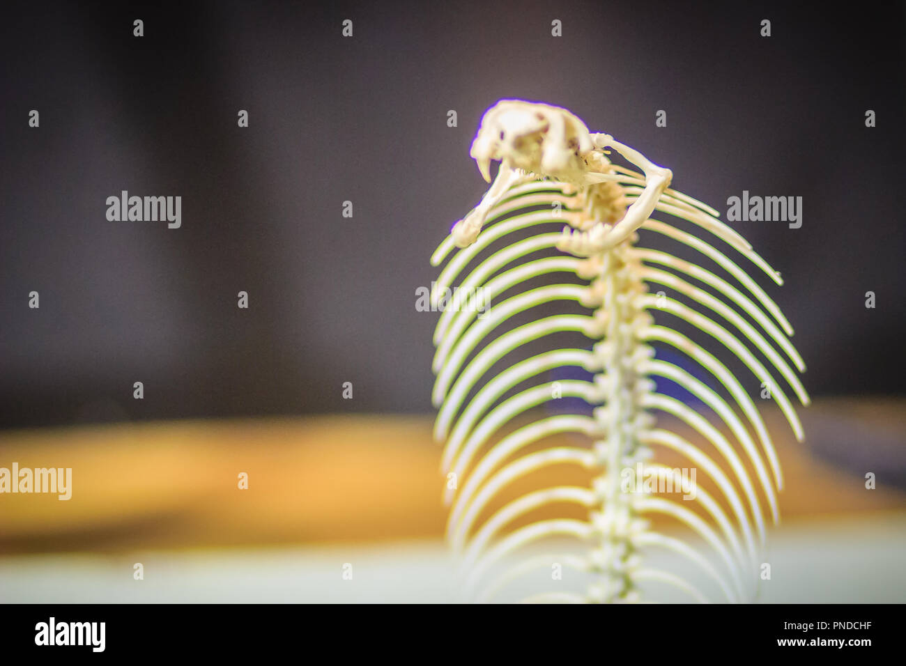 Snake skeletons of monocled cobra (Naja kaouthia), also called ...