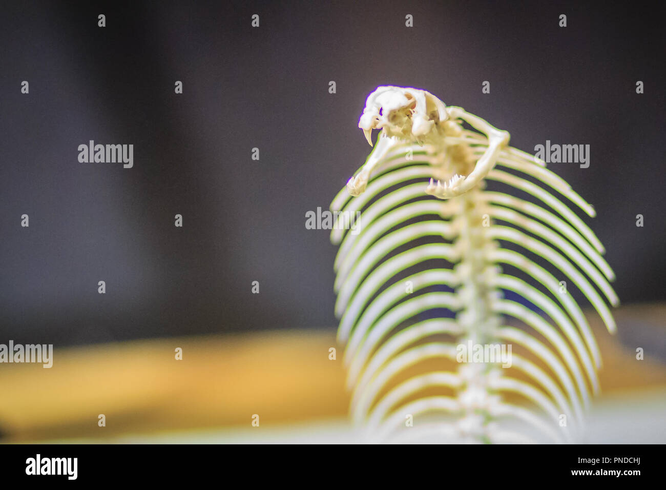 Snake skeletons of monocled cobra (Naja kaouthia), also called ...