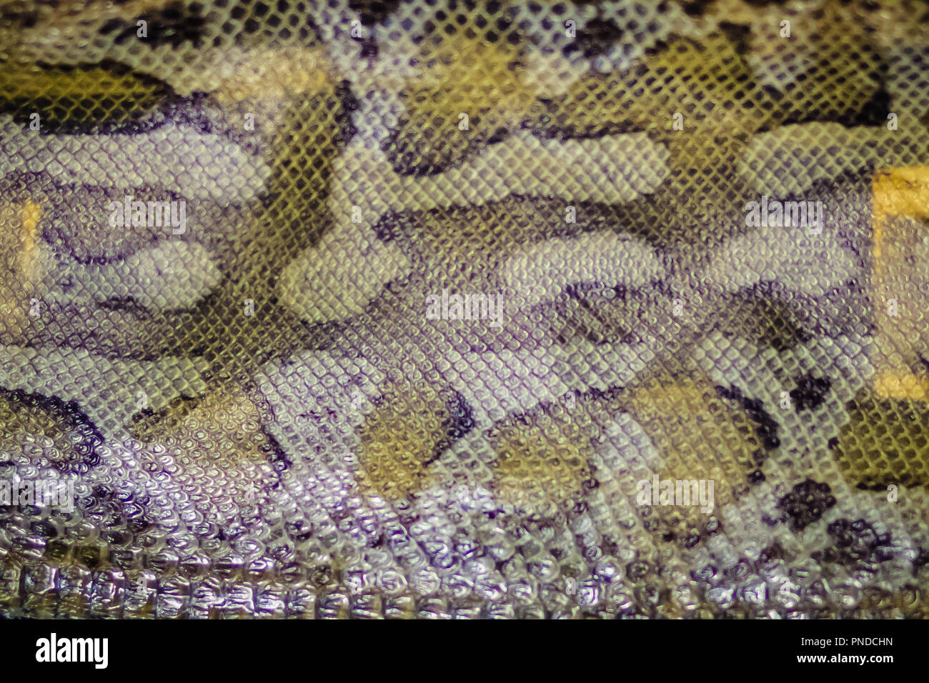 Dried snake skin of Blood Python (Python curtus) for background. Python ...