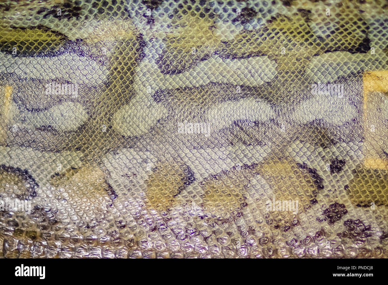 Pythonidae family hi-res stock photography and images - Alamy