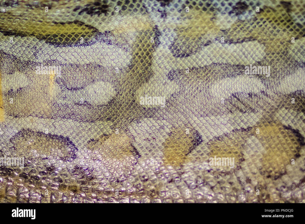 Pythonidae Family High Resolution Stock Photography and Images - Alamy