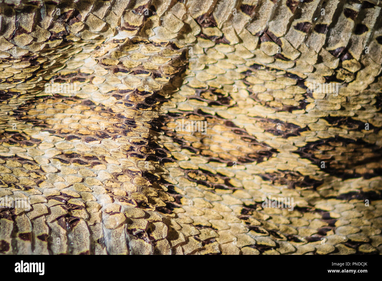 Dried snake skin of Siamese russell's viper (Daboia siamensis) for ...