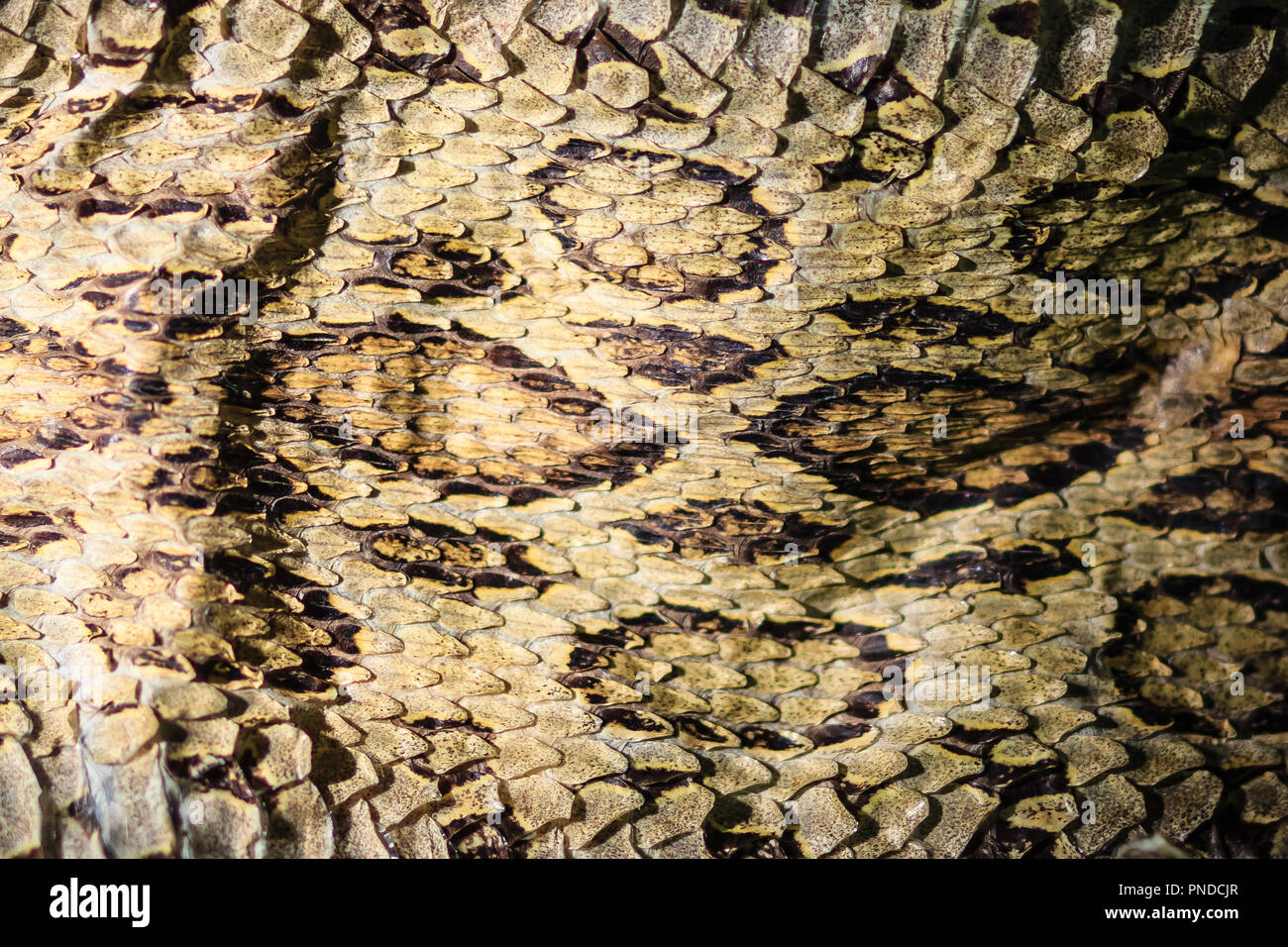 Dried snake skin of Siamese russell's viper (Daboia siamensis) for ...