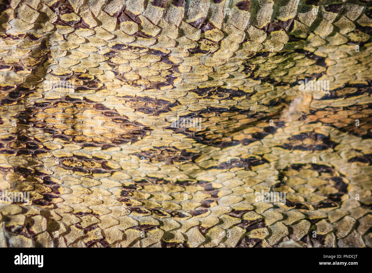 Dried snake skin of Siamese russell's viper (Daboia siamensis) for ...