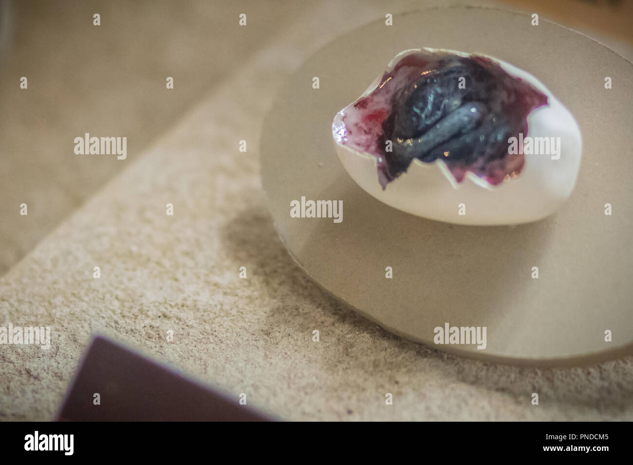 Underdeveloped embryo of snake in the egg Stock Photo - Alamy