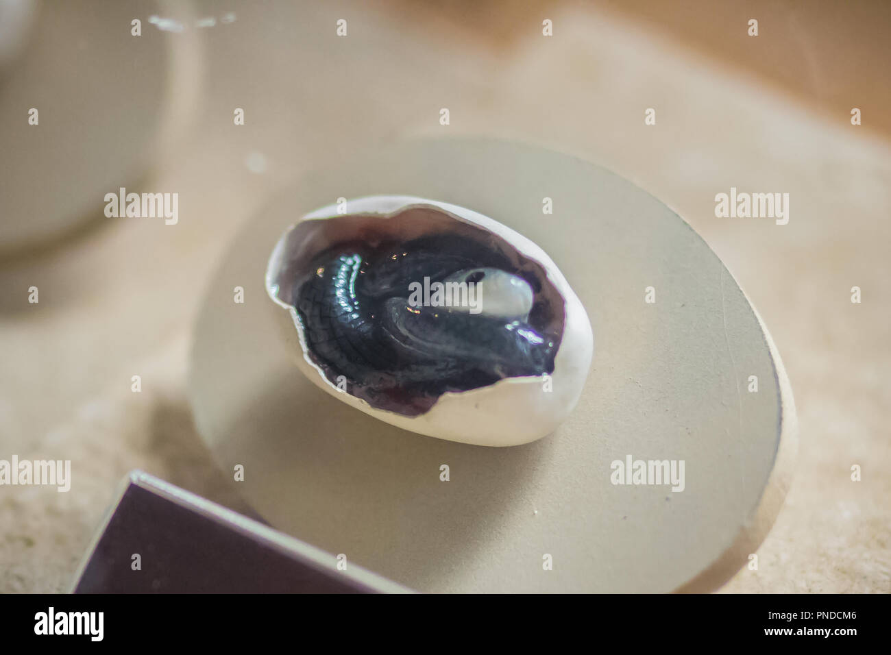 Snake Embryo