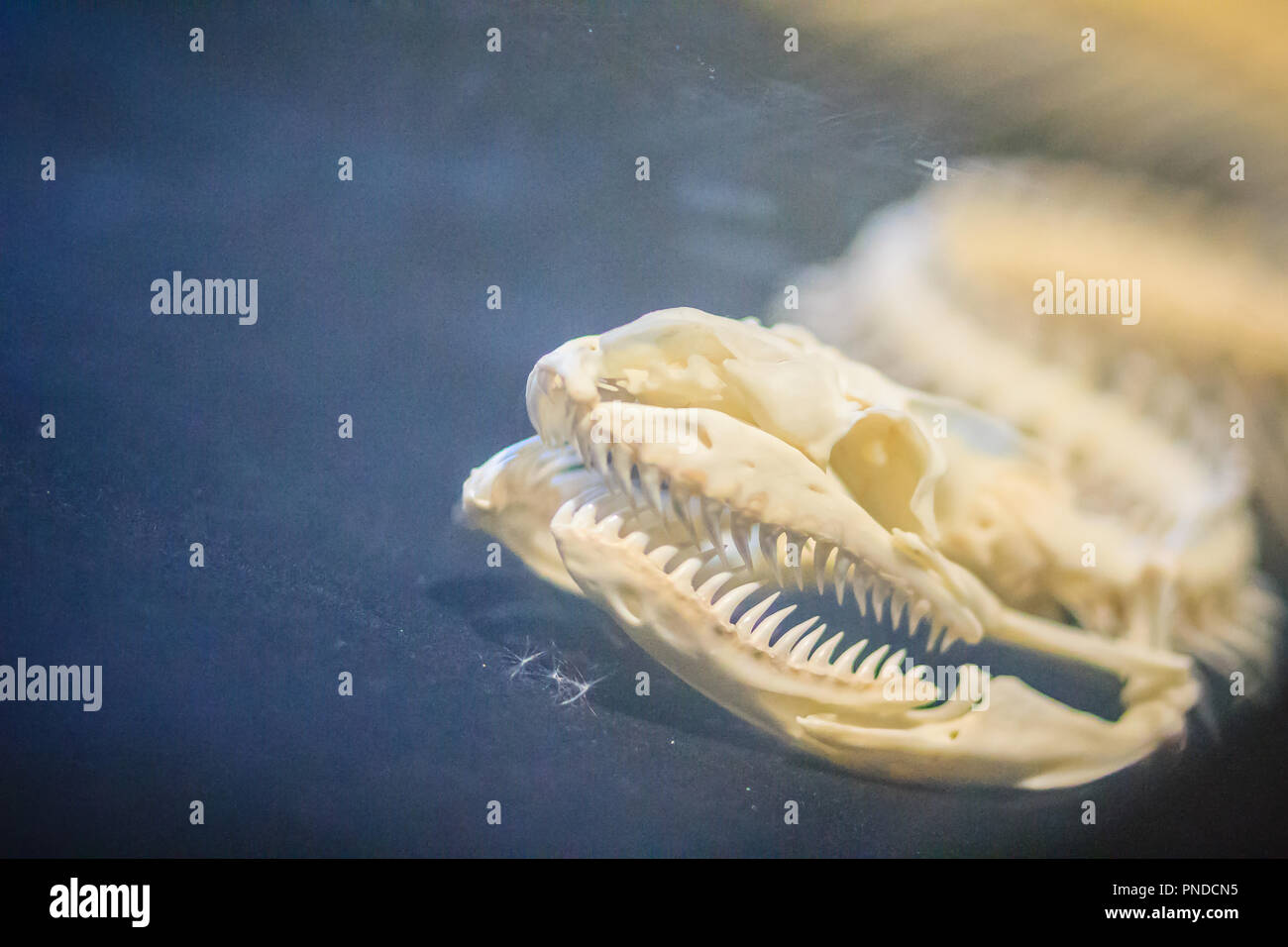 Snake skeletons of Reticulated python (Python reticulatus). The ...