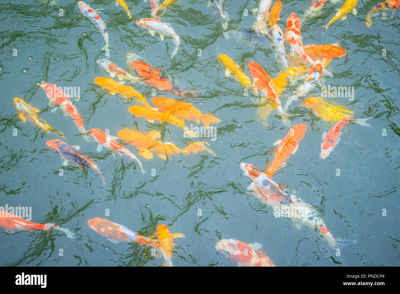 Group of colorful fancy carp fish swimming in the lake. School of ...