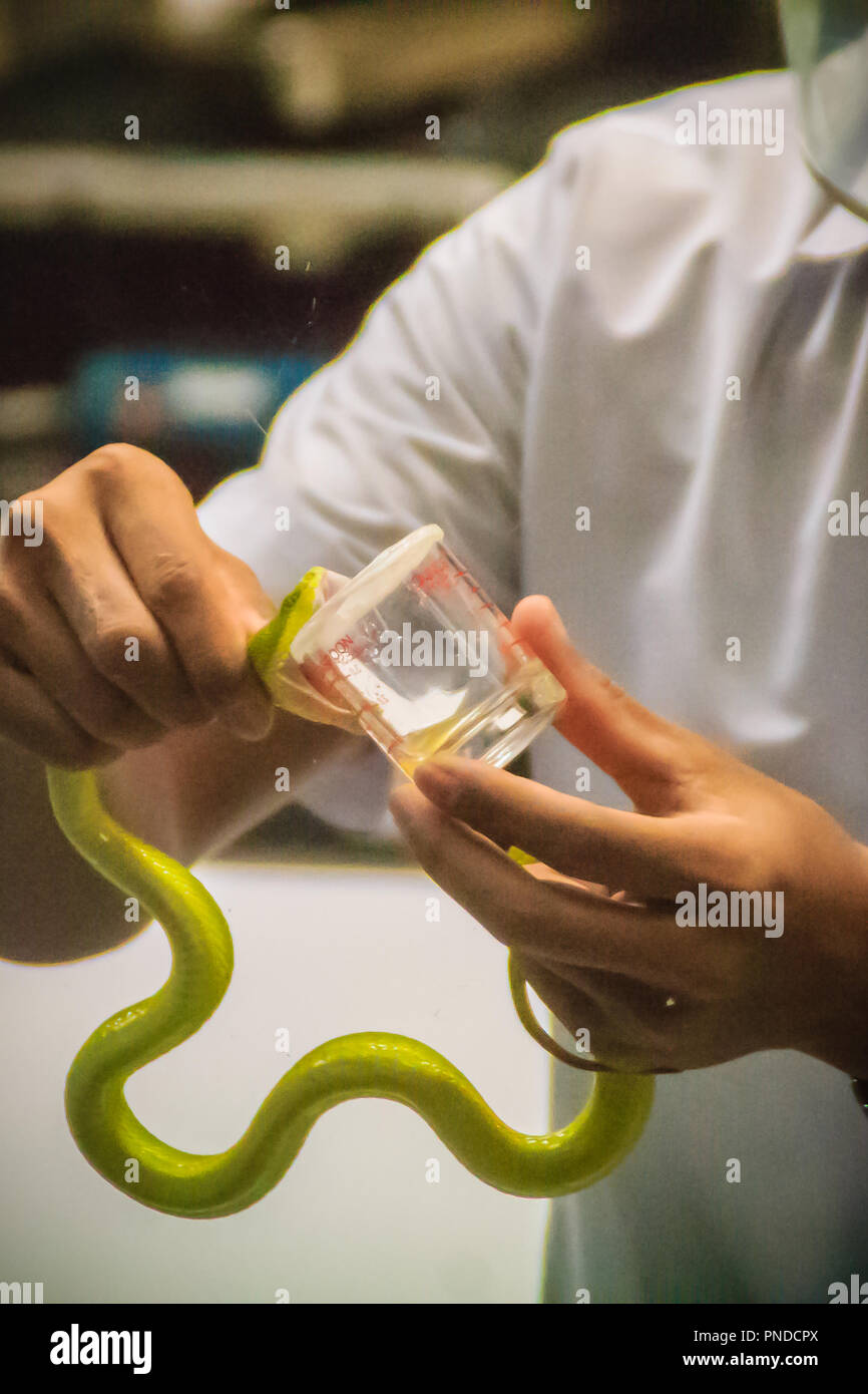 Milking green pit viper (Trimeresurus) snake for venom to produce snake ...