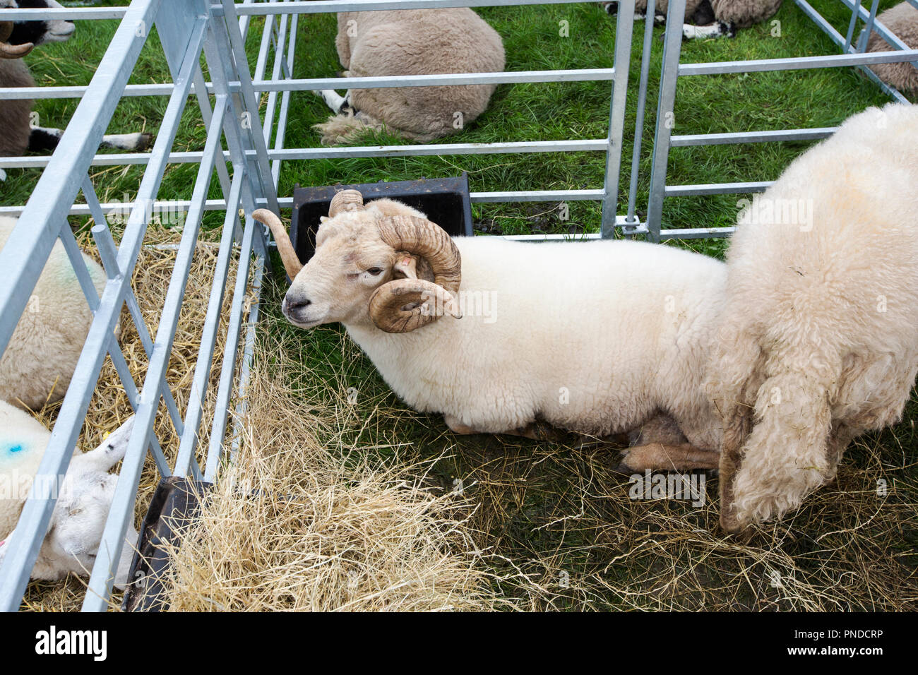 Sheep at the Westmorland County Show, near Kendal, Cumbria, UK Stock ...
