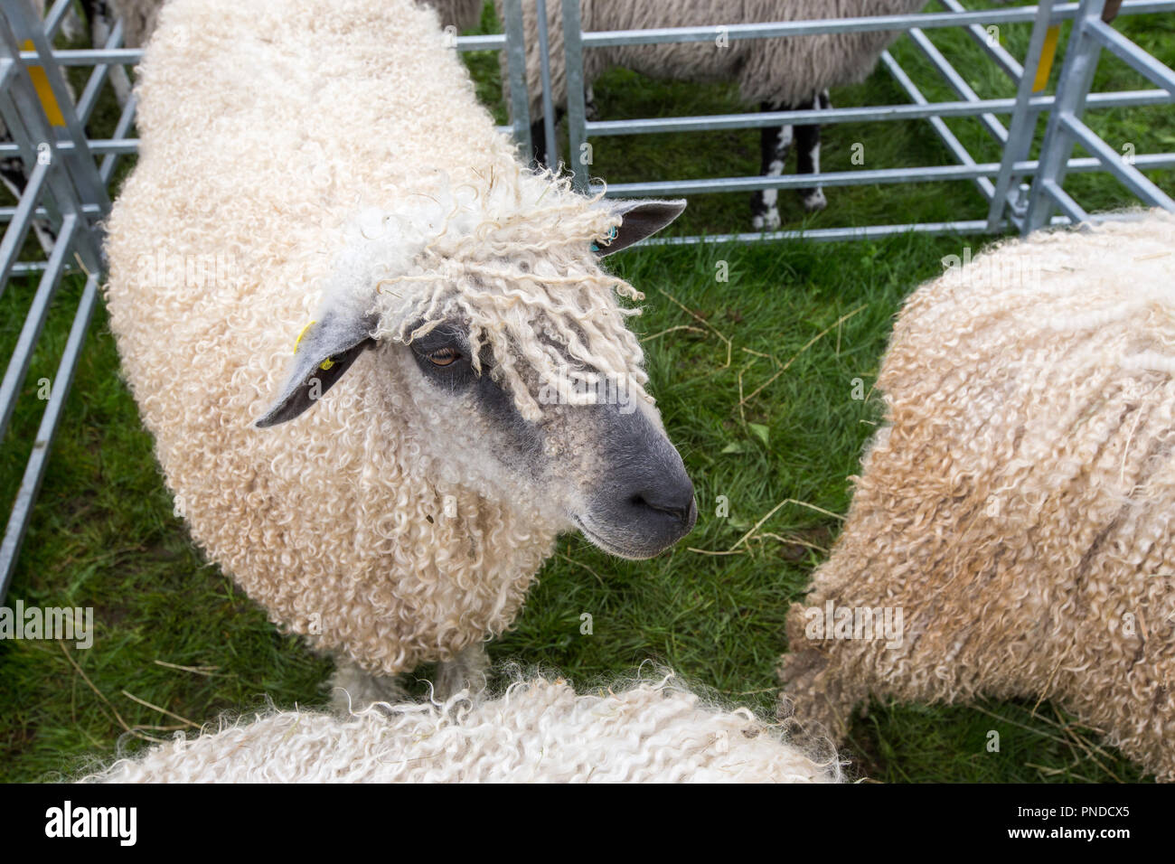 Uk sheep dreadlocks hi-res stock photography and images - Alamy