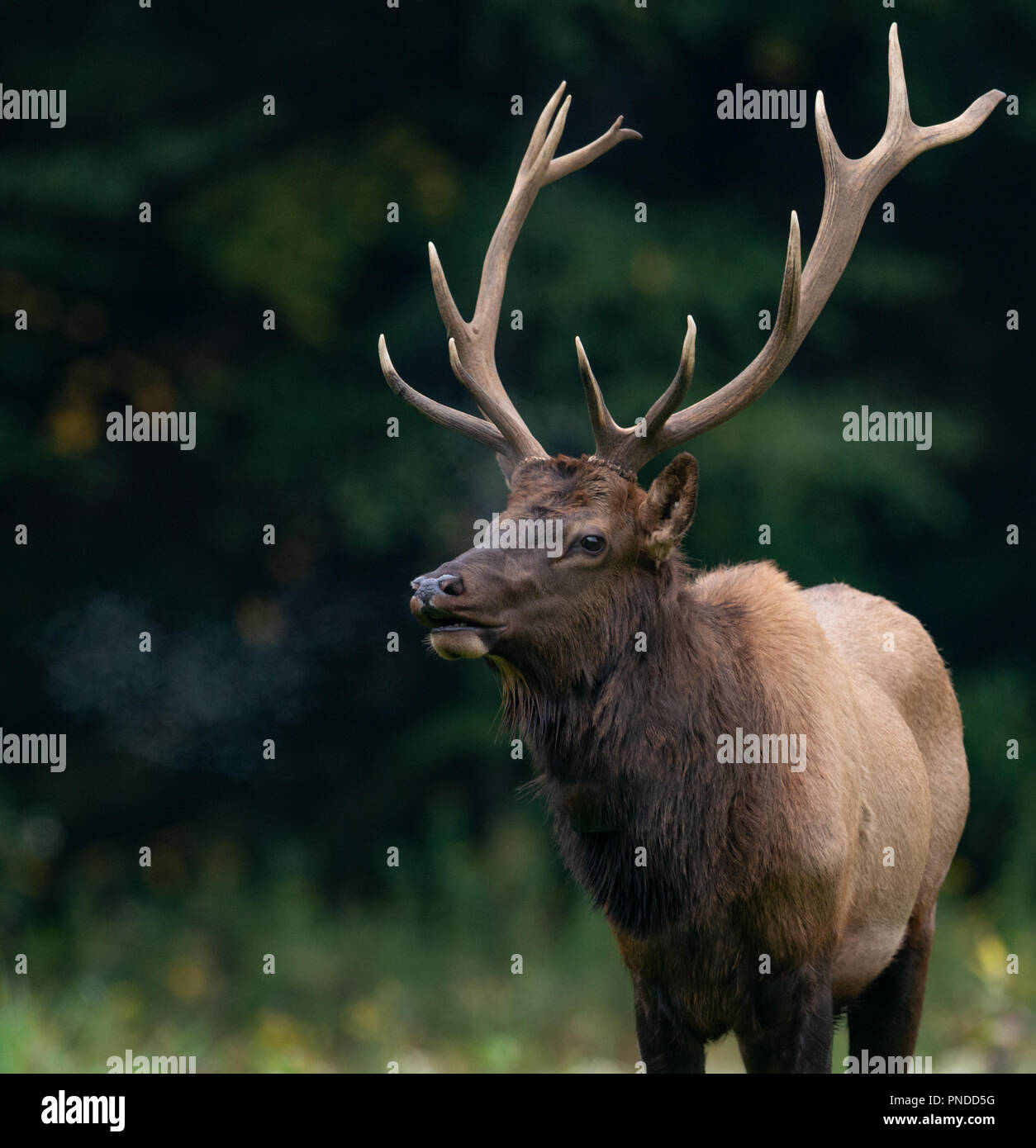 Wild Elk During Rut Stock Photo - Alamy