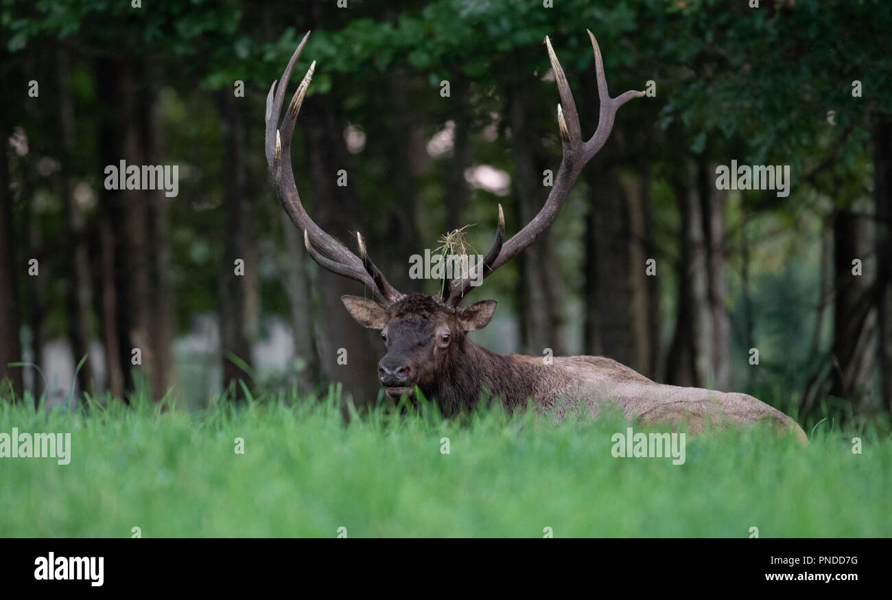 Wild Elk During Rut Stock Photo - Alamy
