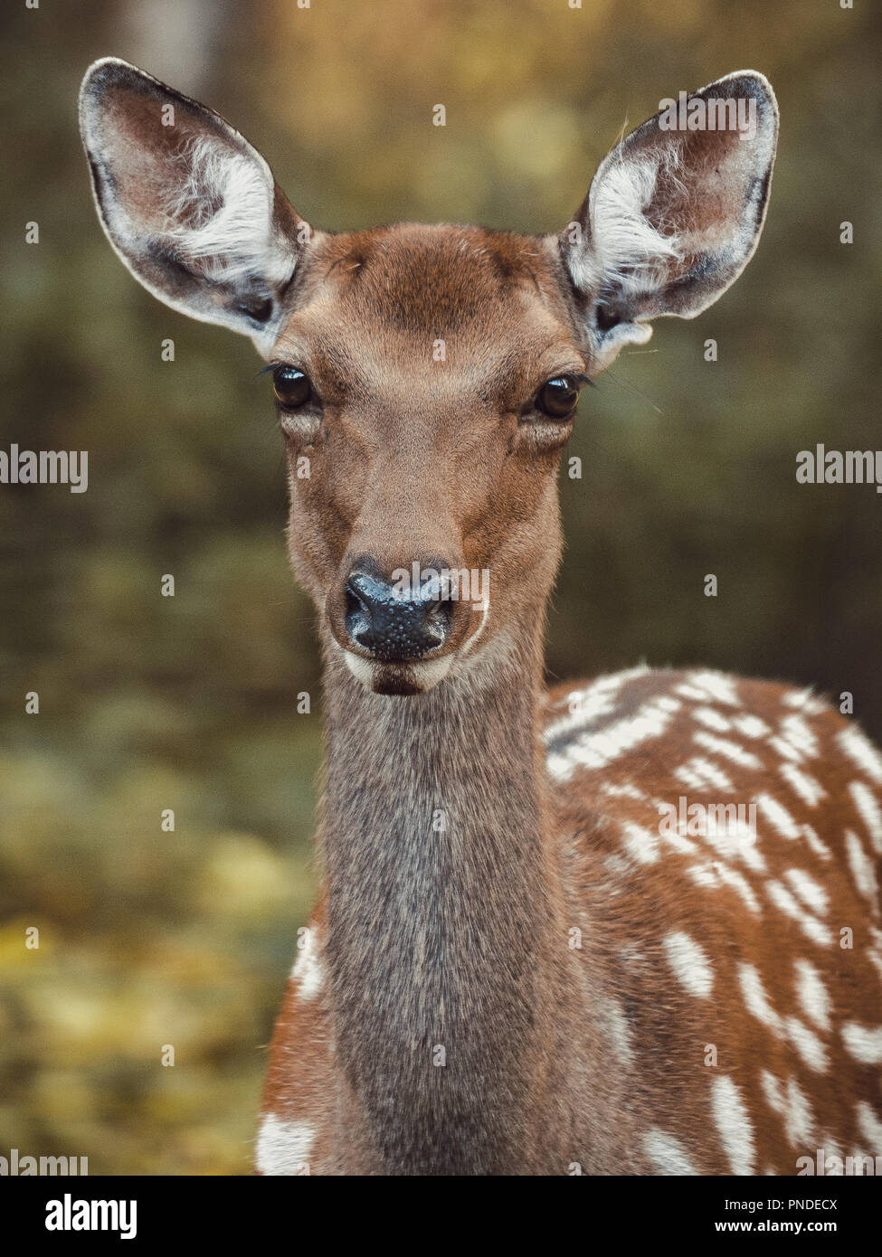 Roe deer Capreolus capreolus Stock Photo - Alamy