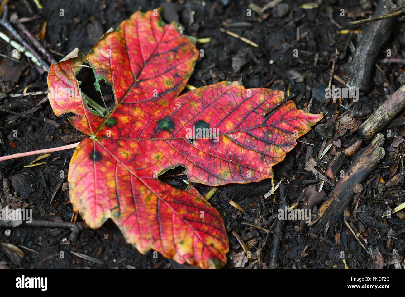 Bright red autumn leaf on ground Stock Photo - Alamy