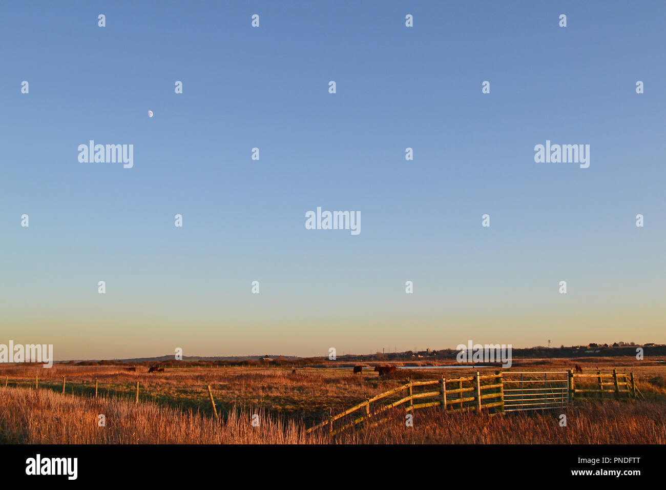 Cliffe marsh, Kent, England 2017. Looking east in winter, late ...
