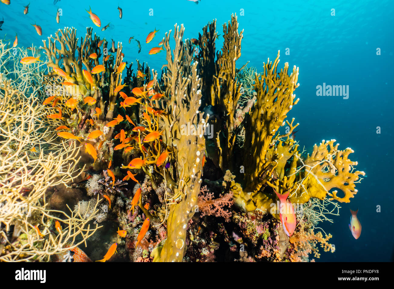 Coral reefs and water plants in the Red Sea, colorful and full of ...