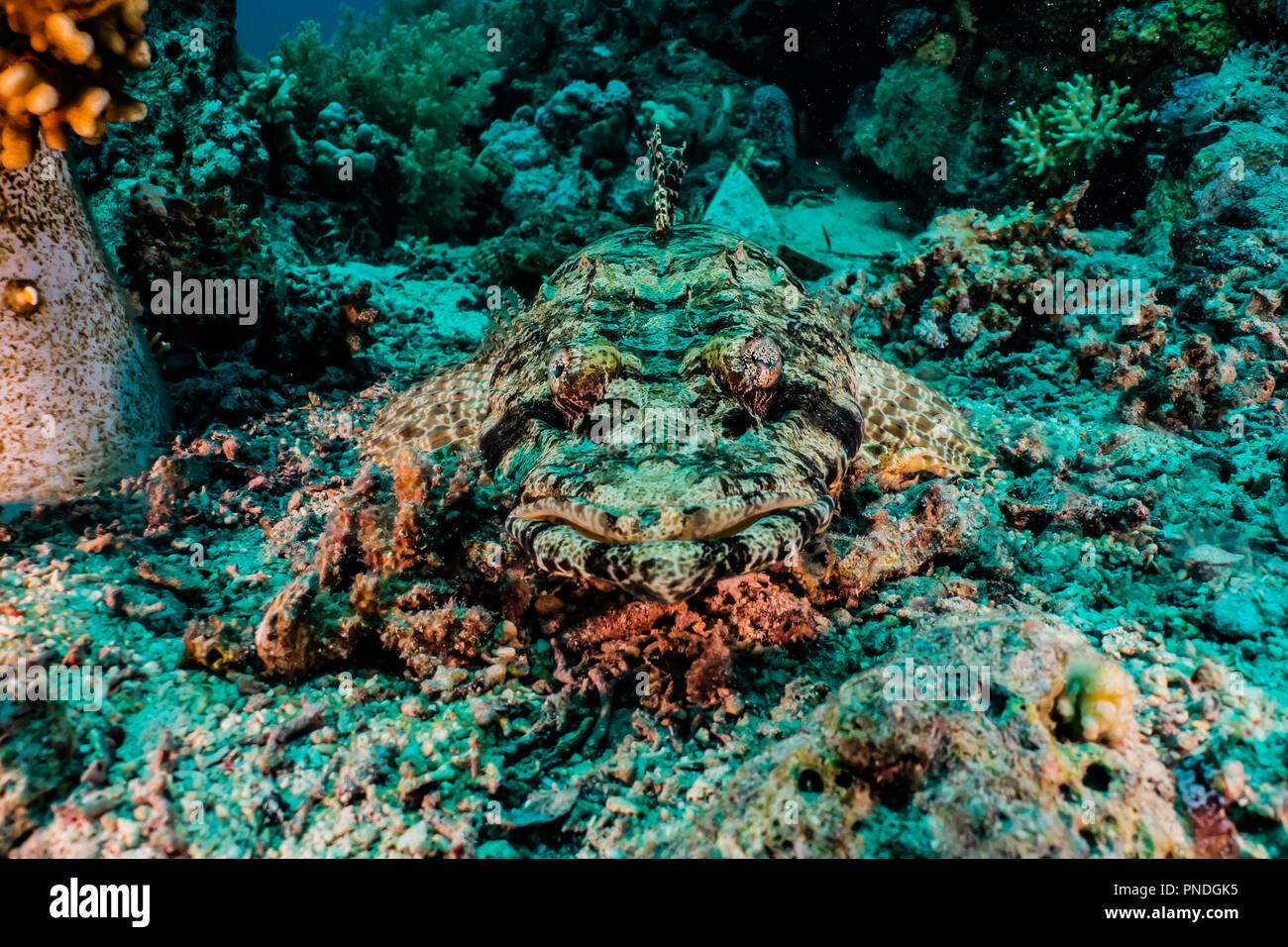 Coral reefs and water plants in the Red Sea, colorful and full of ...