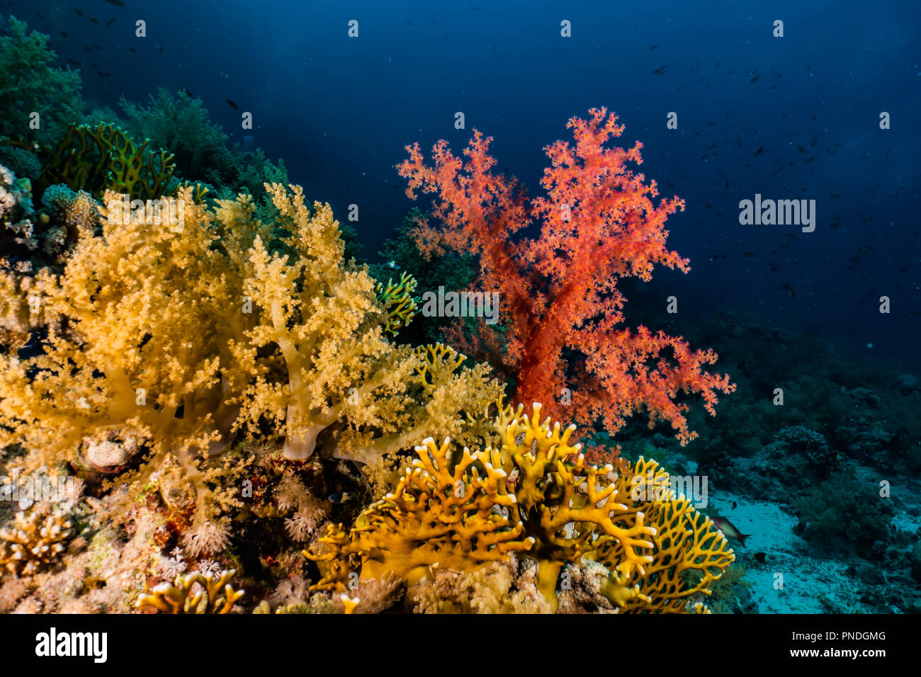 Coral reefs and water plants in the Red Sea, colorful and full of ...