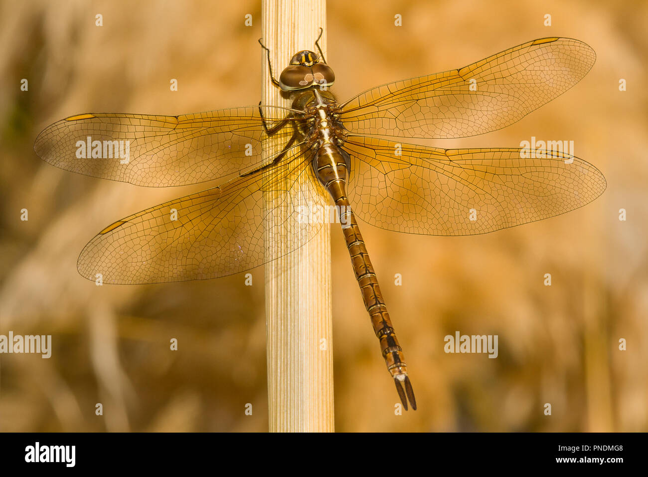Brown dragonfly hi-res stock photography and images - Alamy