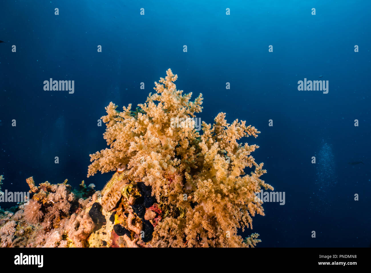 Coral reefs and water plants in the Red Sea, colorful and full of ...