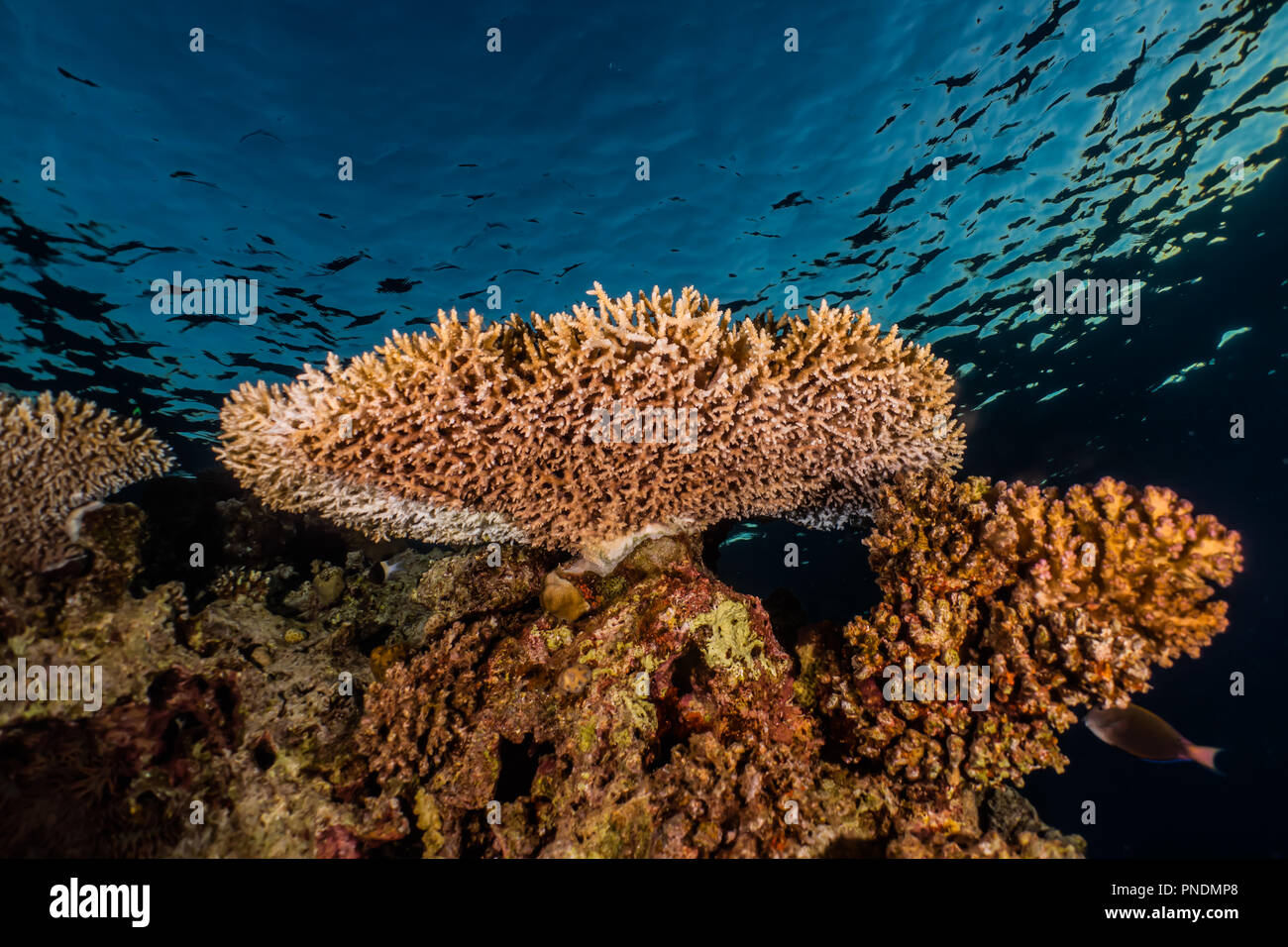 Coral reefs and water plants in the Red Sea, colorful and full of ...