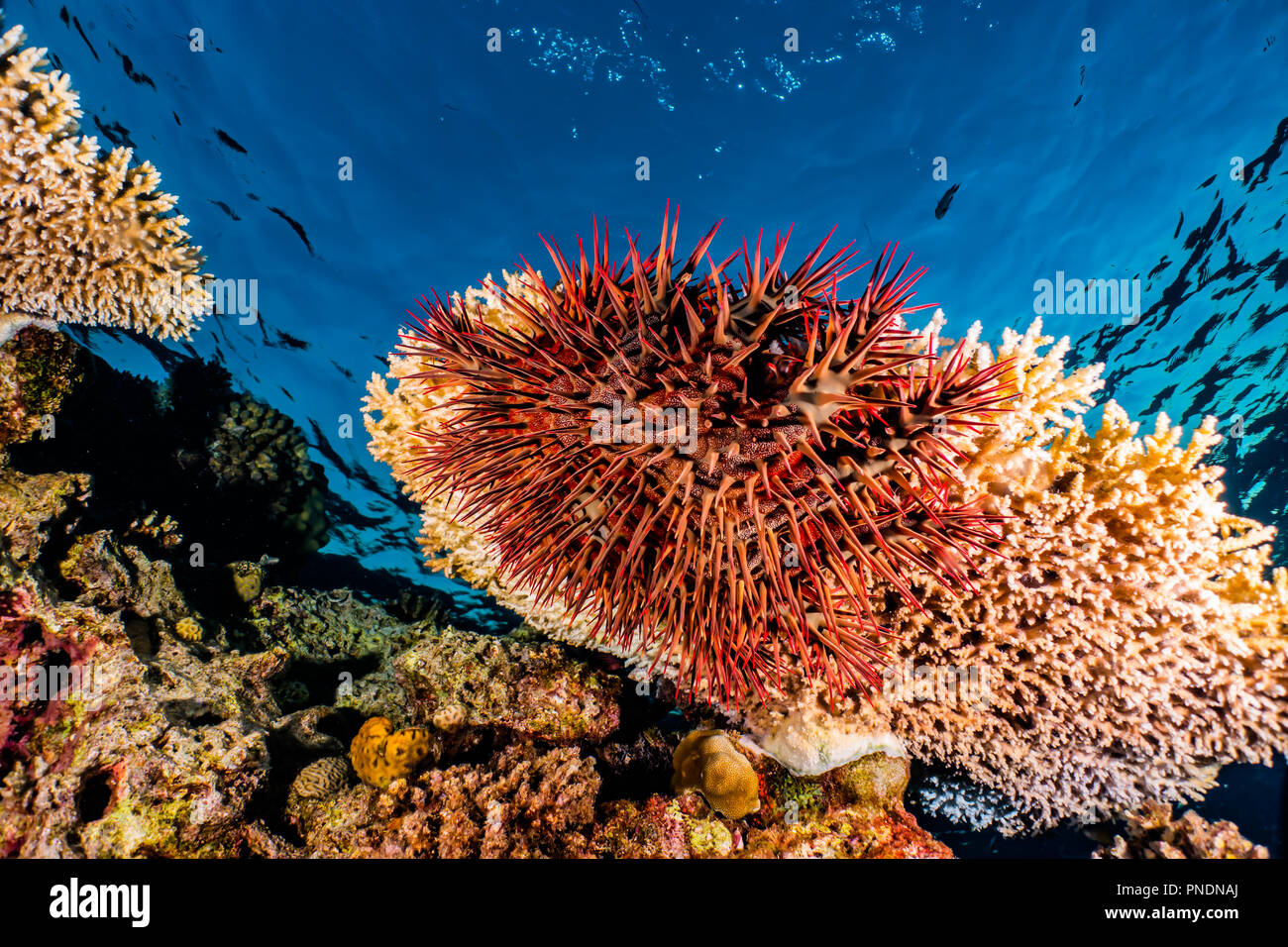 Coral reefs and water plants in the Red Sea, colorful and full of ...
