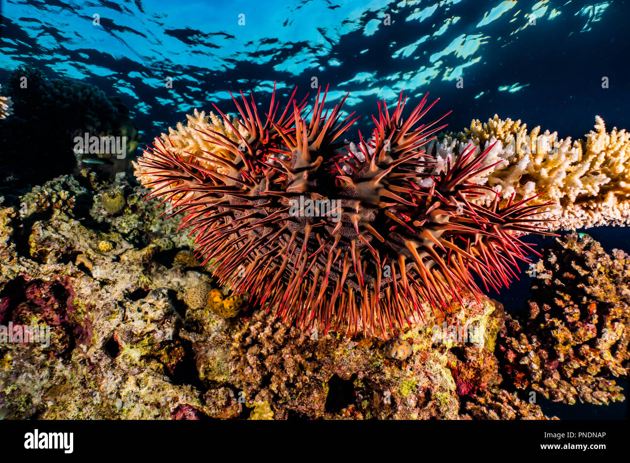 Coral reefs and water plants in the Red Sea, colorful and full of ...